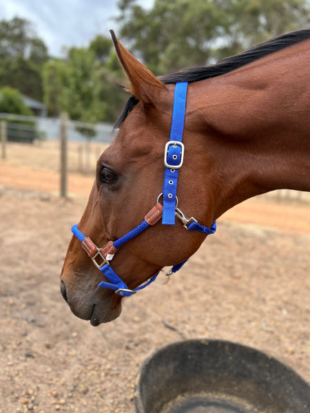 Fort Worth Hybrid Rope Web Halter - Royal Blue – Mane Event Equestrian ...